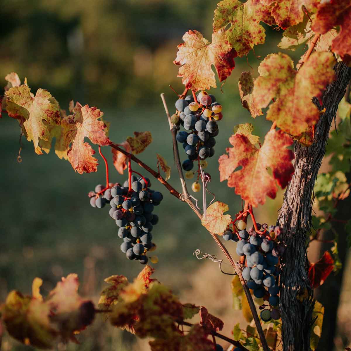 Vini Autoctoni, Naturali e Biodinamici - Caccianemici